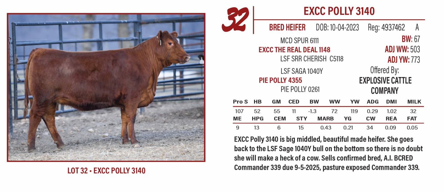 Lot 32: Missouri Red Angus Association - MORAA Show Me Reds Sale ...