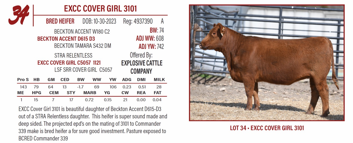 Lot 34: Missouri Red Angus Association - MORAA Show Me Reds Sale ...