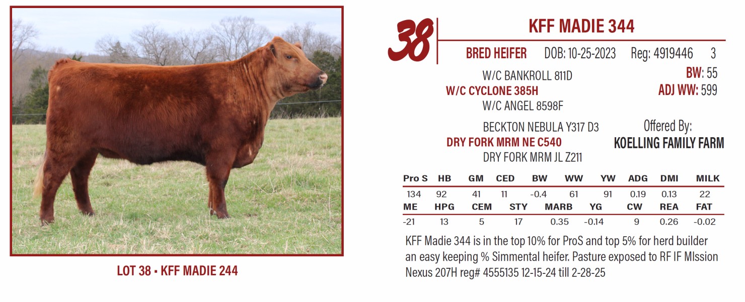Lot 38: Missouri Red Angus Association - MORAA Show Me Reds Sale ...