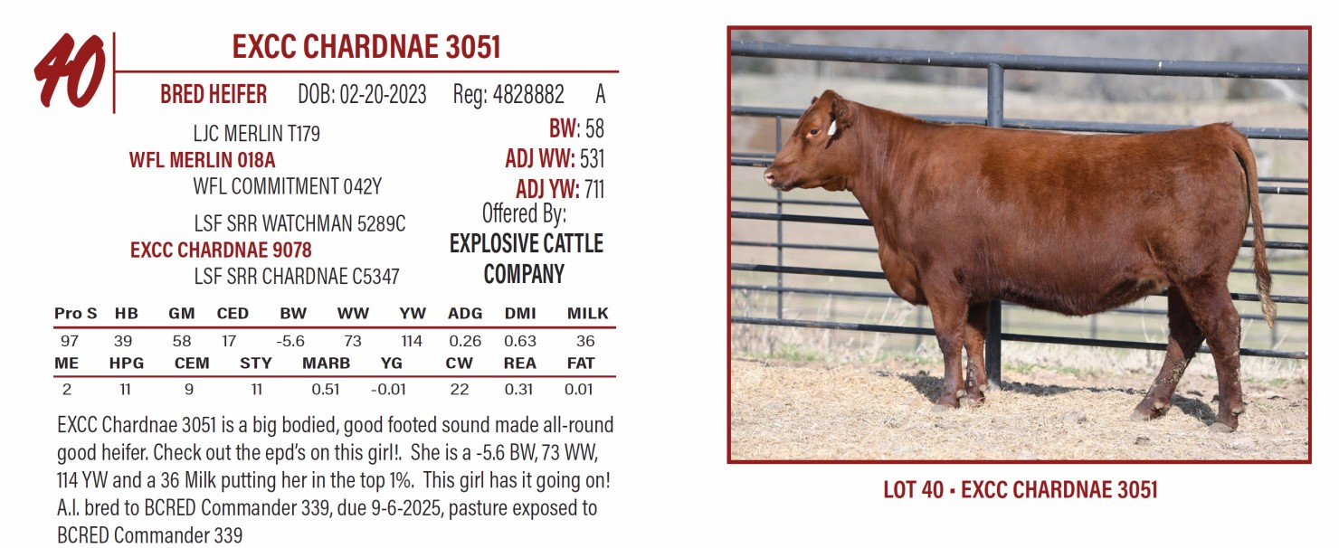 Lot 40: Missouri Red Angus Association - MORAA Show Me Reds Sale ...