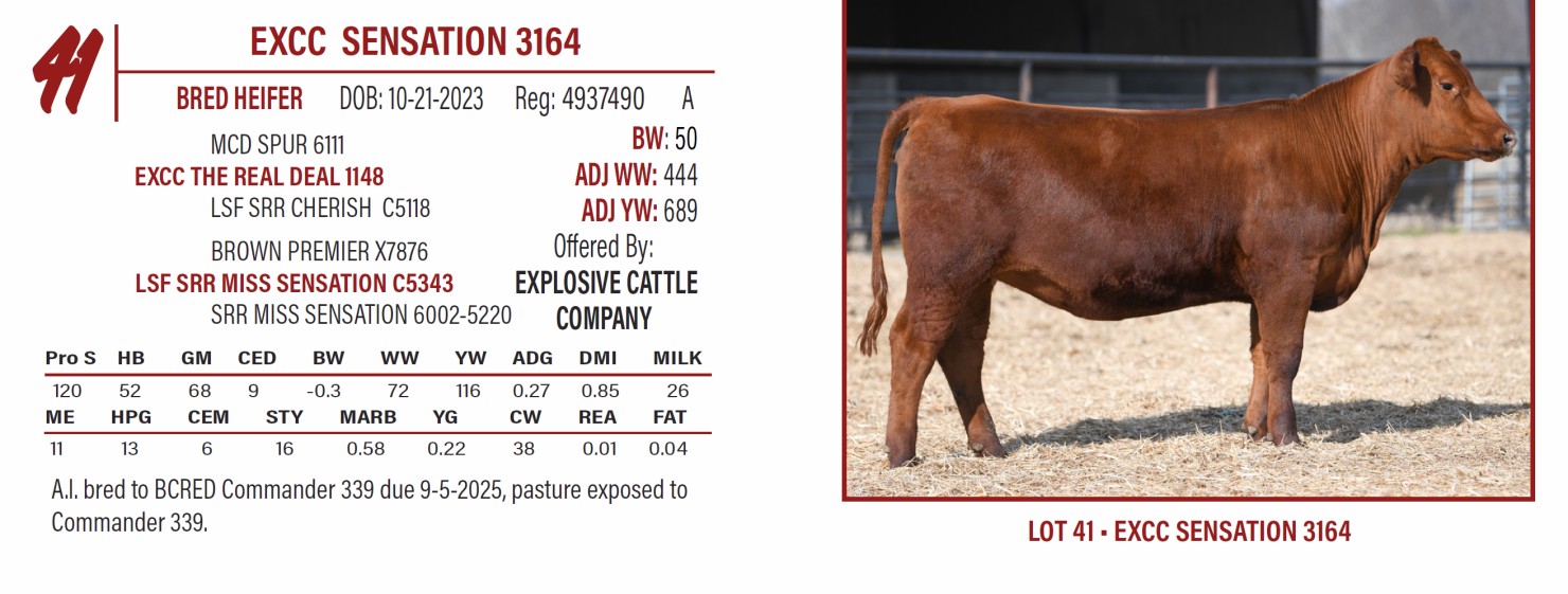 Lot 41: Missouri Red Angus Association - MORAA Show Me Reds Sale ...