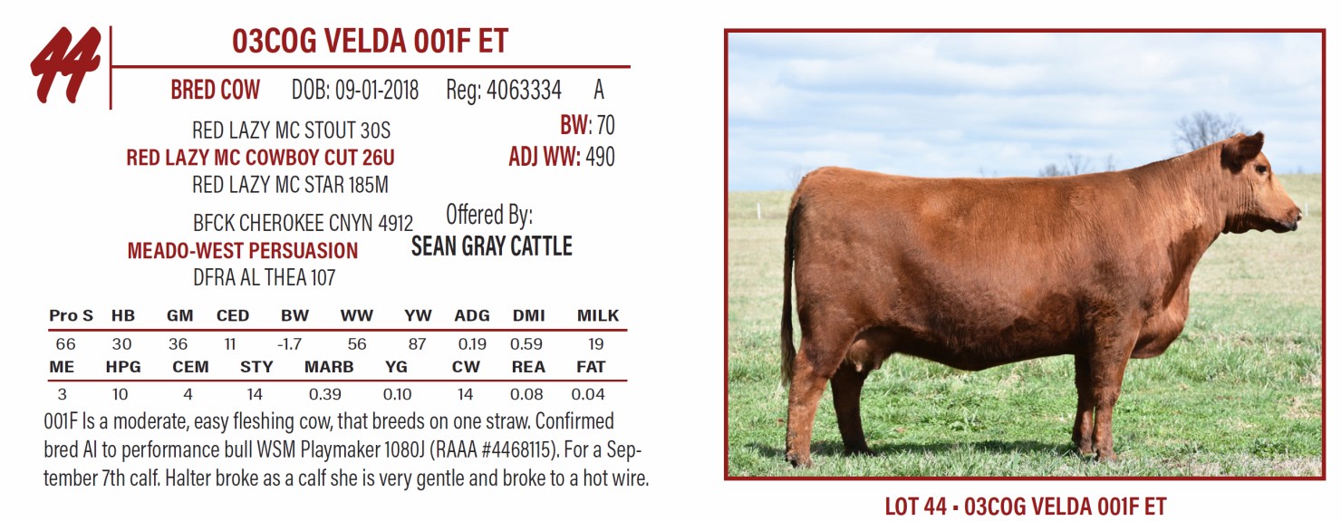 Lot 44: Missouri Red Angus Association - MORAA Show Me Reds Sale ...