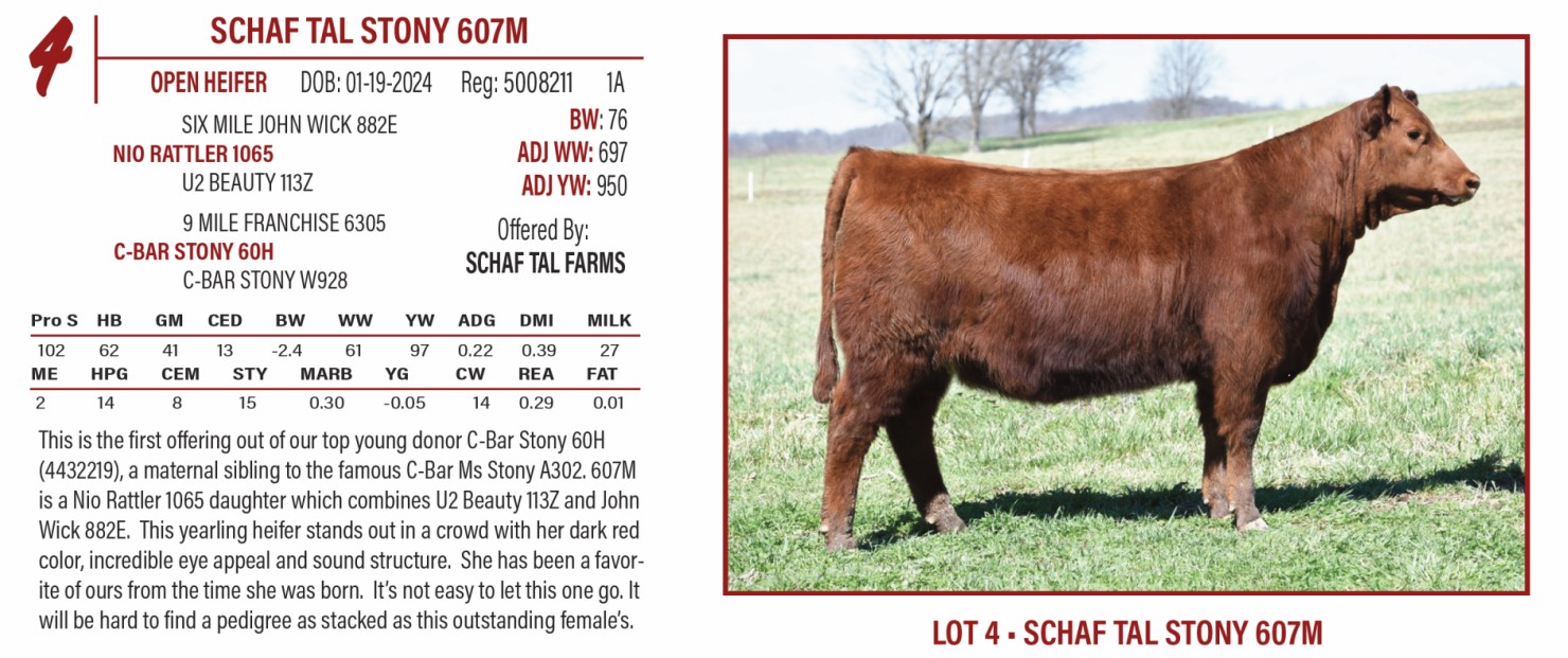 Lot 4: Missouri Red Angus Association - MORAA Show Me Reds Sale | DVAuction