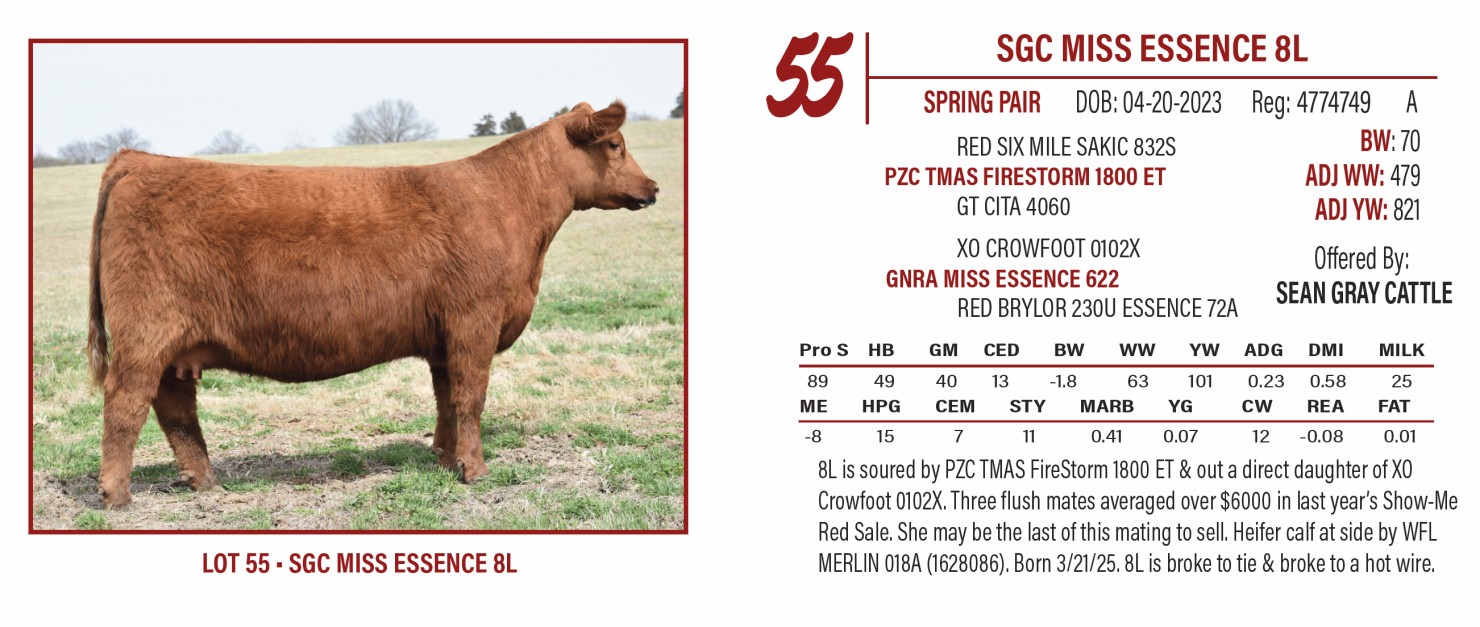 Lot 55: Missouri Red Angus Association - MORAA Show Me Reds Sale ...