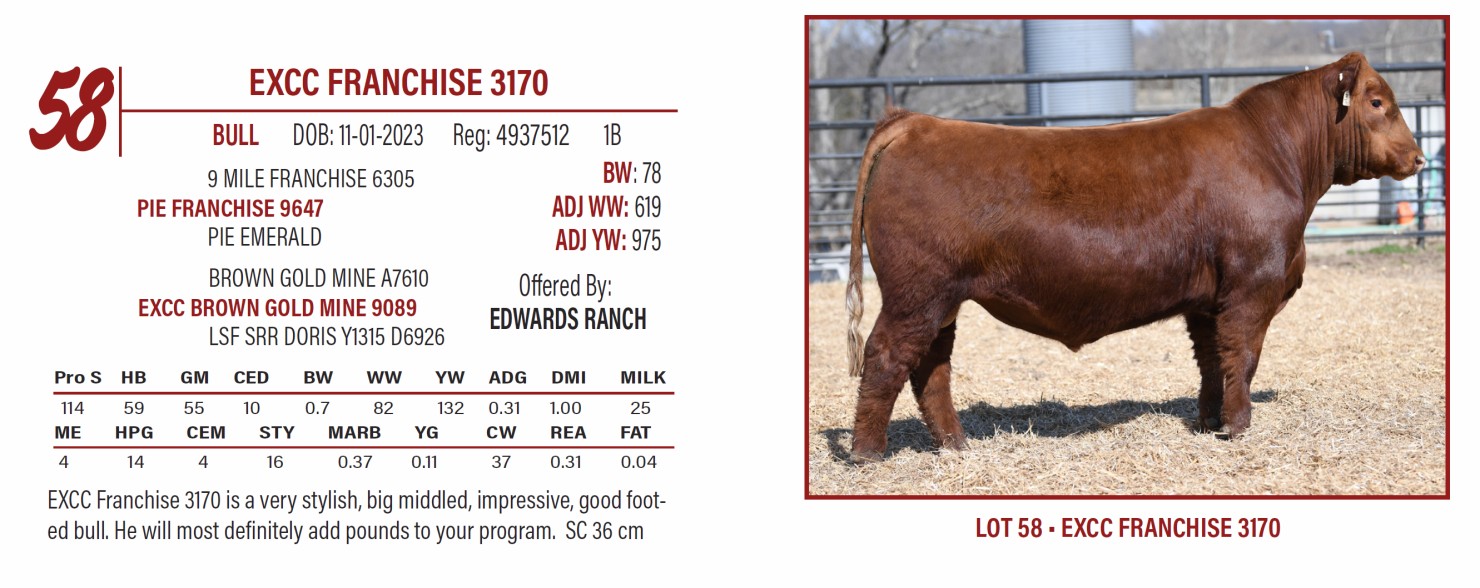 Lot 58: Missouri Red Angus Association - MORAA Show Me Reds Sale ...