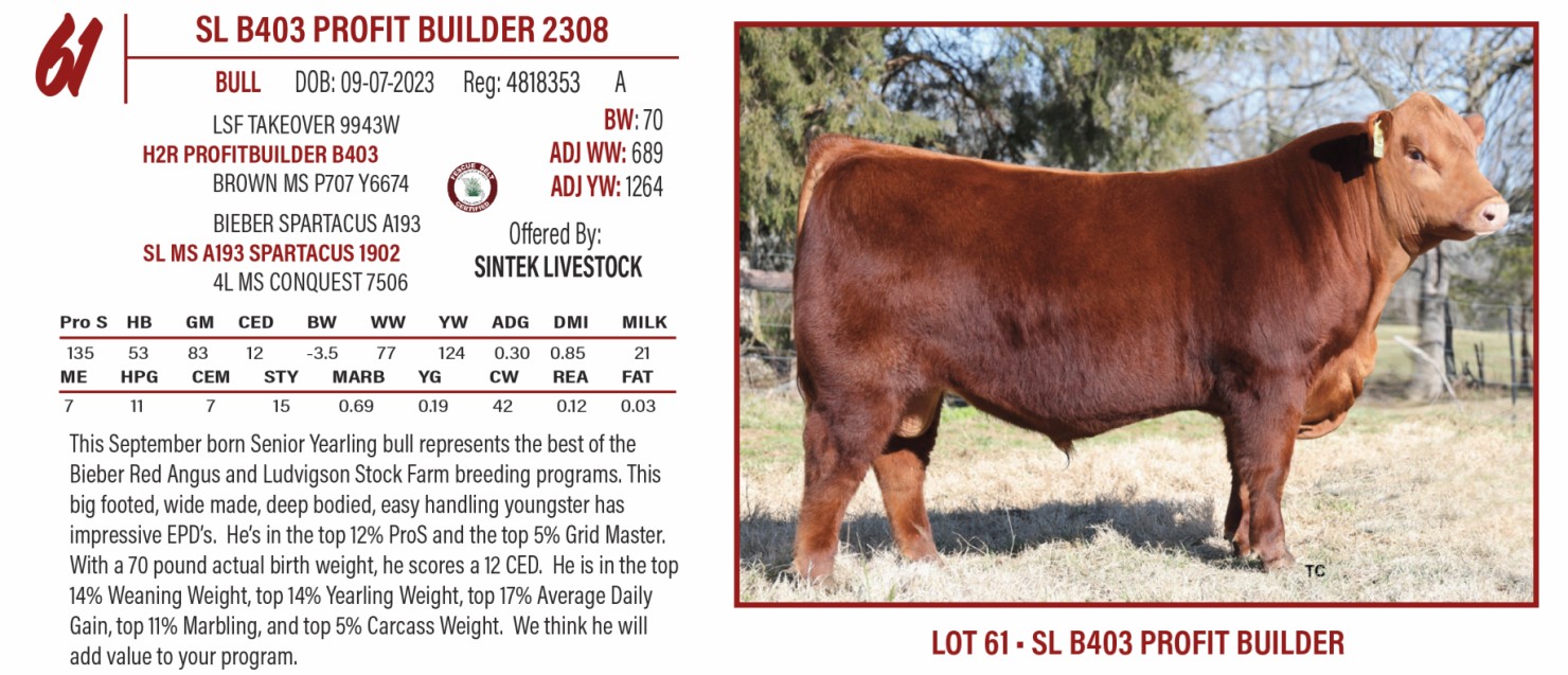 Lot 61: Missouri Red Angus Association - MORAA Show Me Reds Sale ...