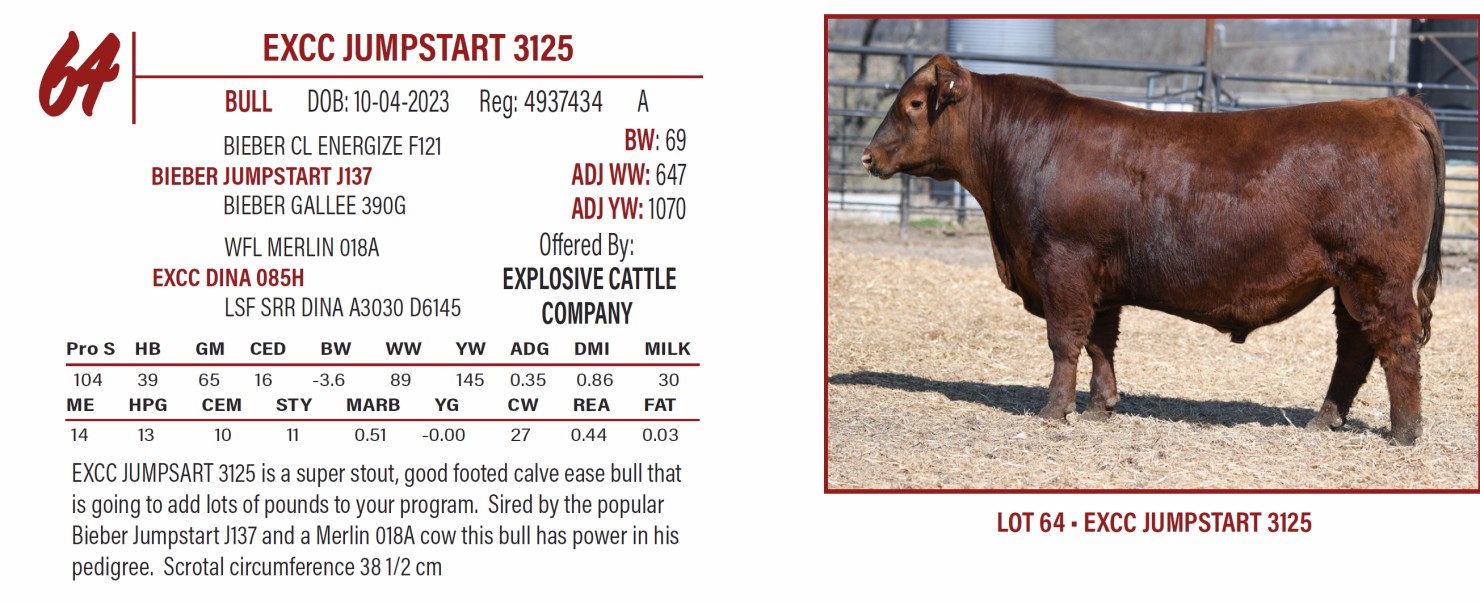 Lot 64: Missouri Red Angus Association - MORAA Show Me Reds Sale ...