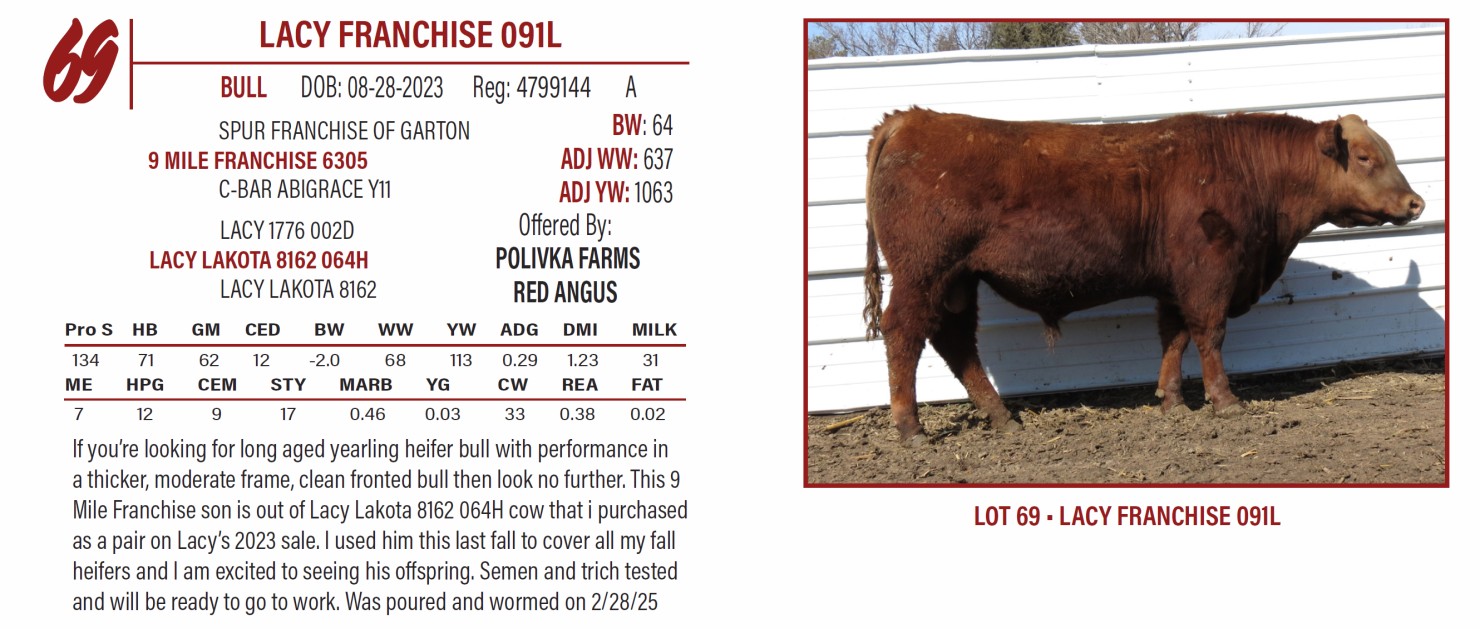 Lot 69: Missouri Red Angus Association - MORAA Show Me Reds Sale ...
