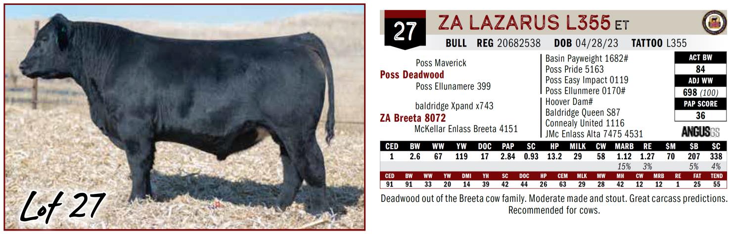 Lot 27: ZumBrunnen Angus - Annual Angus Bull & Female Sale | DVAuction