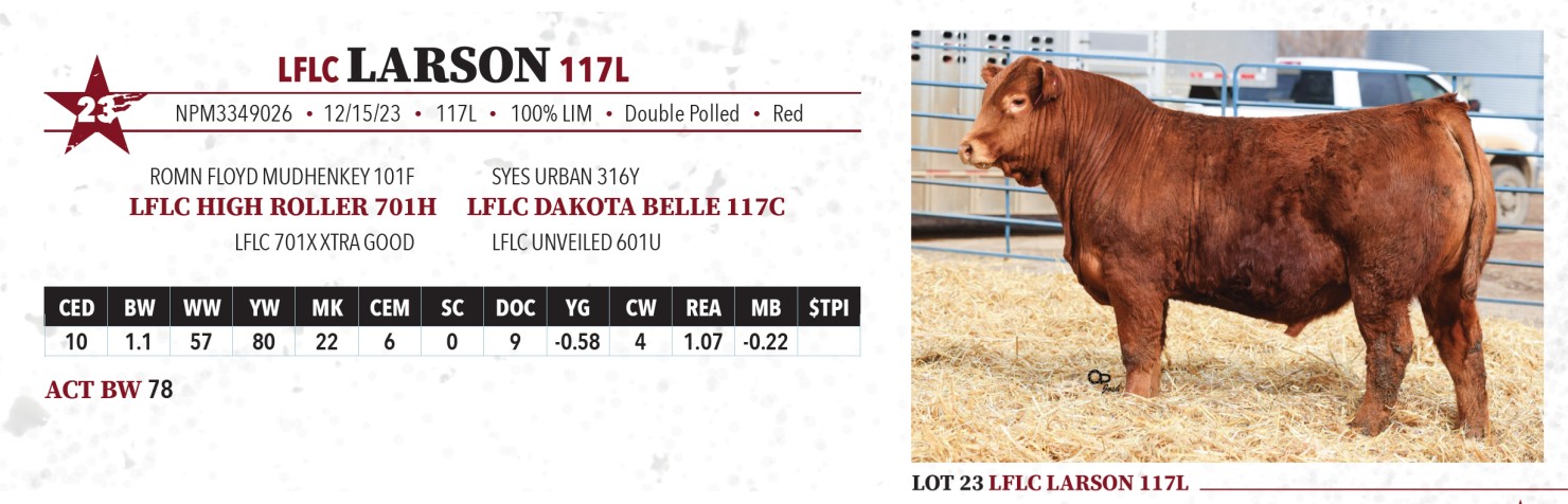 Lot 23: Ludens Family Limousin - Pride of the Dakota Limousin Bull ...