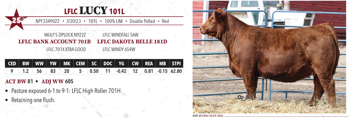 Lot 25: Ludens Family Limousin - Pride of the Dakota Limousin Bull ...