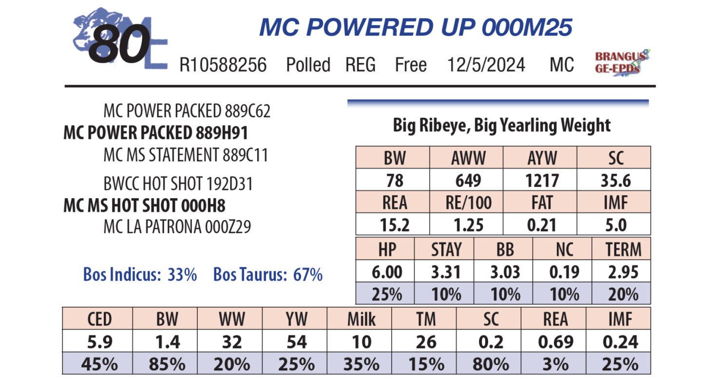 Lot 80: Mound Creek Ranch - The Stockman's Kind Bull Sale | DVAuction