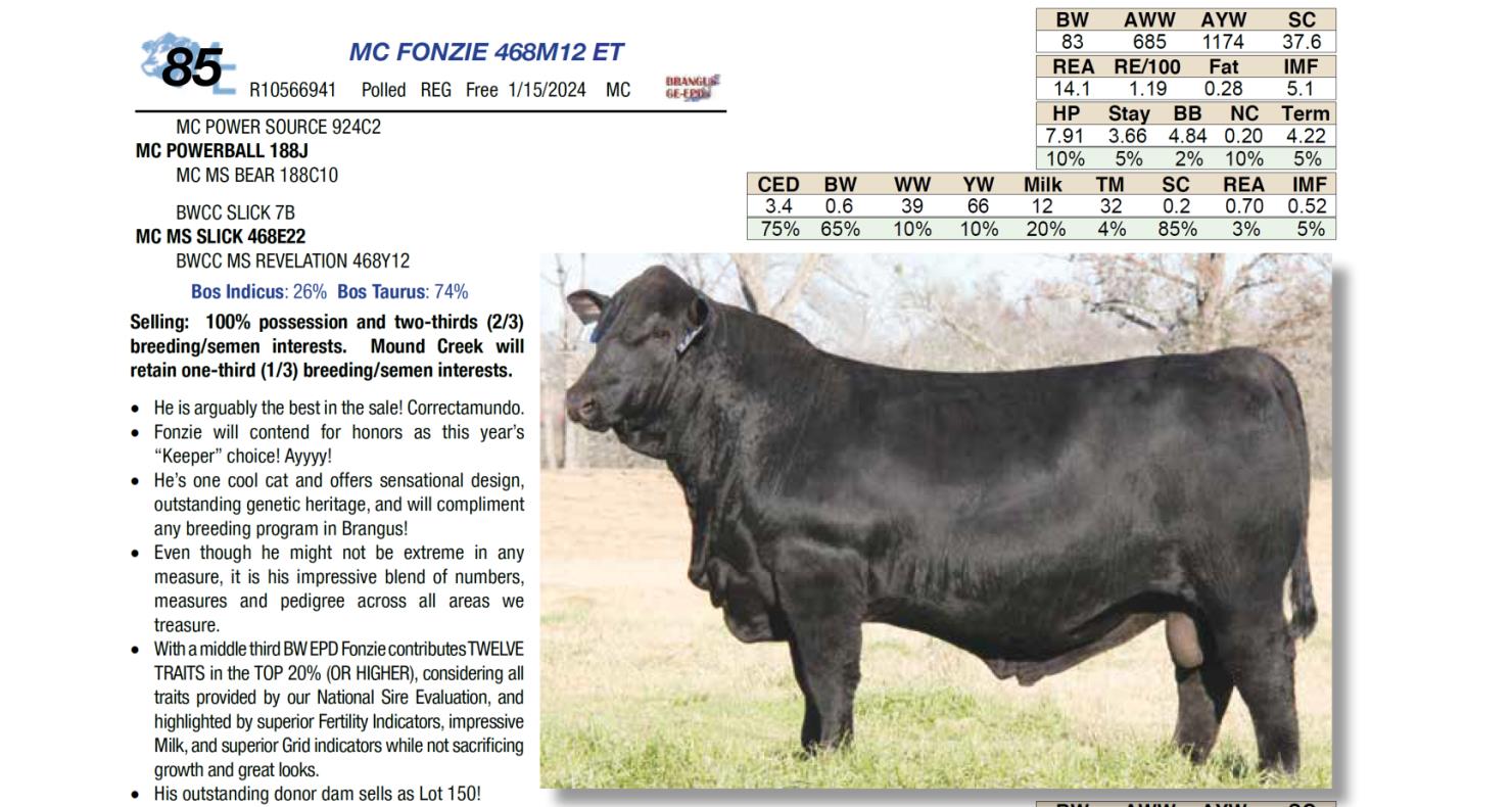 Lot 85: Mound Creek Ranch - The Stockman's Kind Bull Sale | DVAuction
