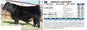 Lot 38: Yardley Cattle Company - 52nd Annual Elite Bull Sale | DVAuction