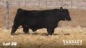 Lot 38: Yardley Cattle Company - 52nd Annual Elite Bull Sale | DVAuction