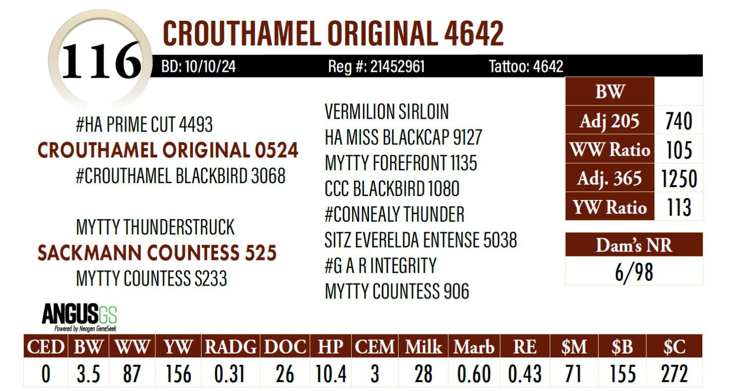Lot 116: Crouthamel Cattle Co - Spring Bull Sale | DVAuction