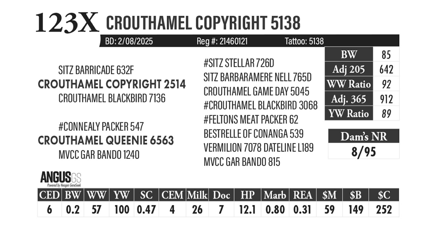 Lot 123x: Crouthamel Cattle Co - Spring Bull Sale | DVAuction