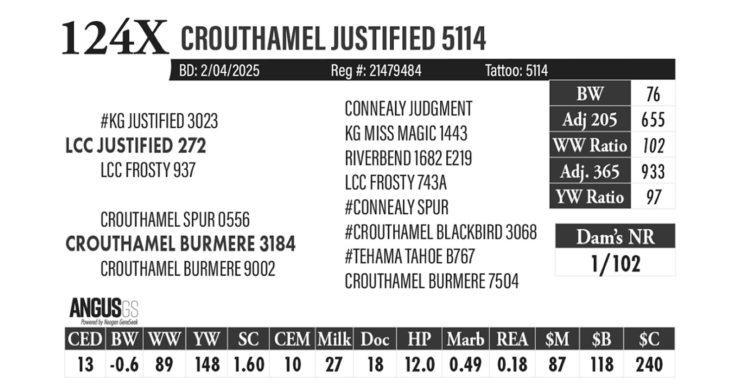 Lot 124x: Crouthamel Cattle Co - Spring Bull Sale | DVAuction
