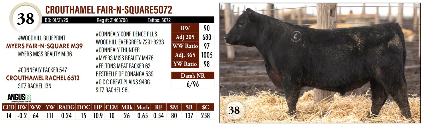 Lot 38: Crouthamel Cattle Co - Spring Bull Sale | DVAuction