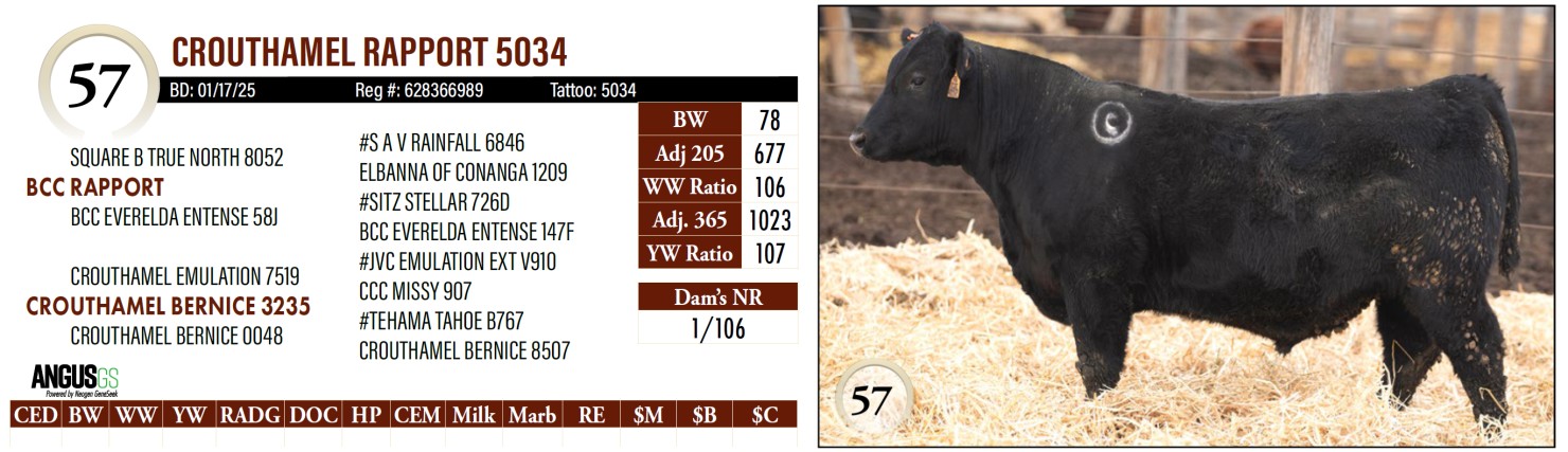 Lot 57: Crouthamel Cattle Co - Spring Bull Sale | DVAuction