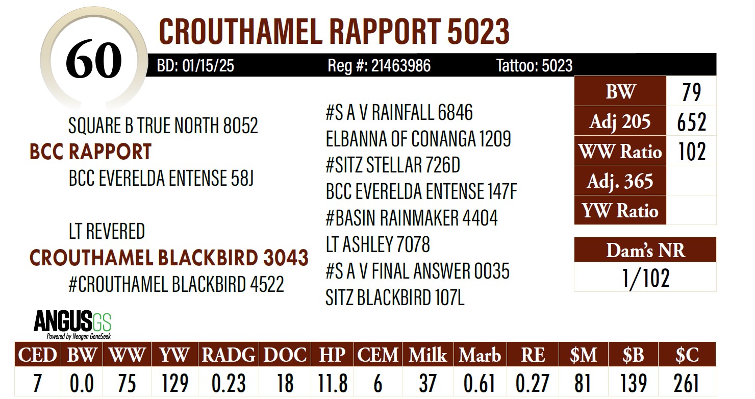 Lot 60: Crouthamel Cattle Co - Spring Bull Sale | DVAuction