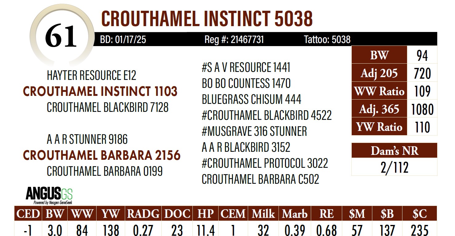 Lot 61: Crouthamel Cattle Co - Spring Bull Sale | DVAuction