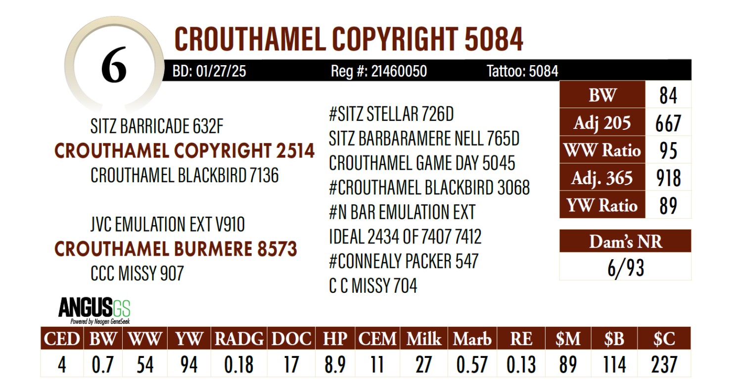 Lot 6: Crouthamel Cattle Co - Spring Bull Sale | DVAuction