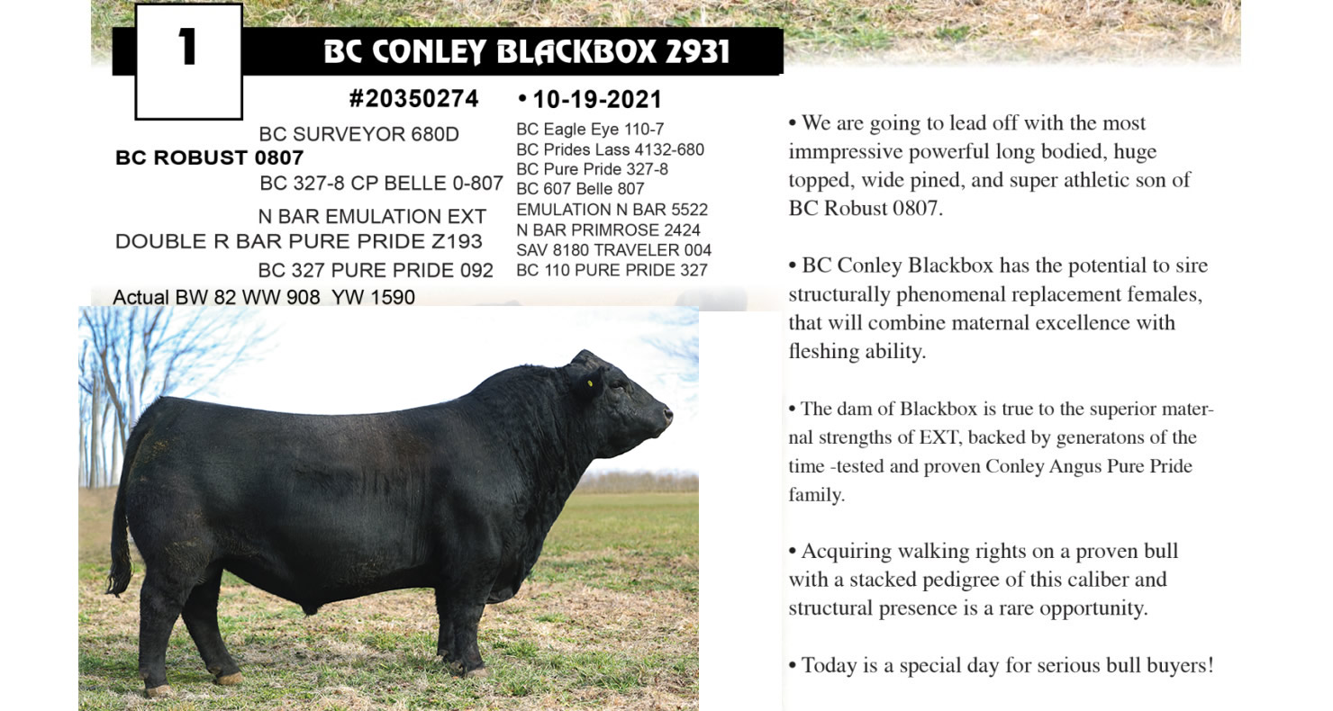 Lot 1: Conley Angus - Annual Angus Bull Sale | DVAuction