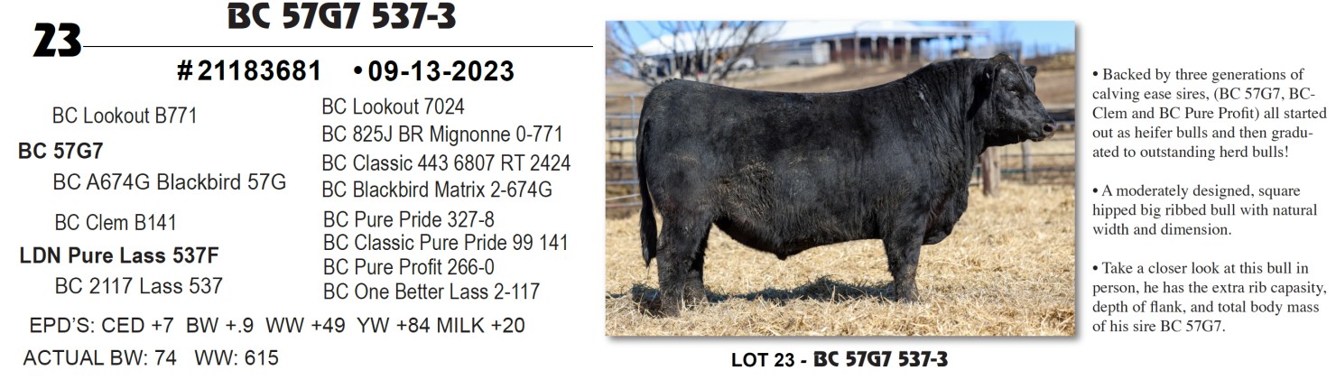 Lot 23: Conley Angus - Annual Angus Bull Sale | DVAuction