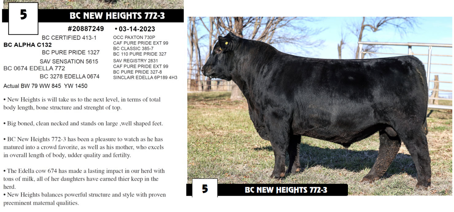 Lot 5: Conley Angus - Annual Angus Bull Sale | DVAuction