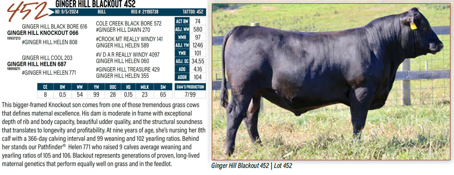 Lot 452: Ginger Hill Angus - Angus Bull & Female Sale | DVAuction