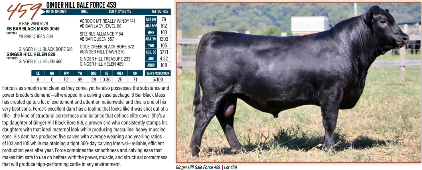 Lot 459: Ginger Hill Angus - Angus Bull & Female Sale | DVAuction