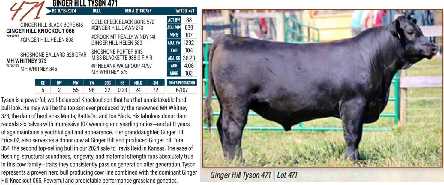 Lot 471: Ginger Hill Angus - Angus Bull & Female Sale | DVAuction