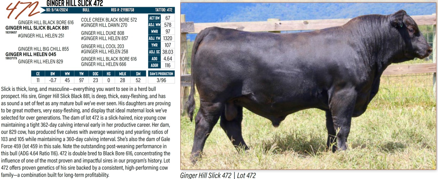 Lot 472: Ginger Hill Angus - Angus Bull & Female Sale | DVAuction