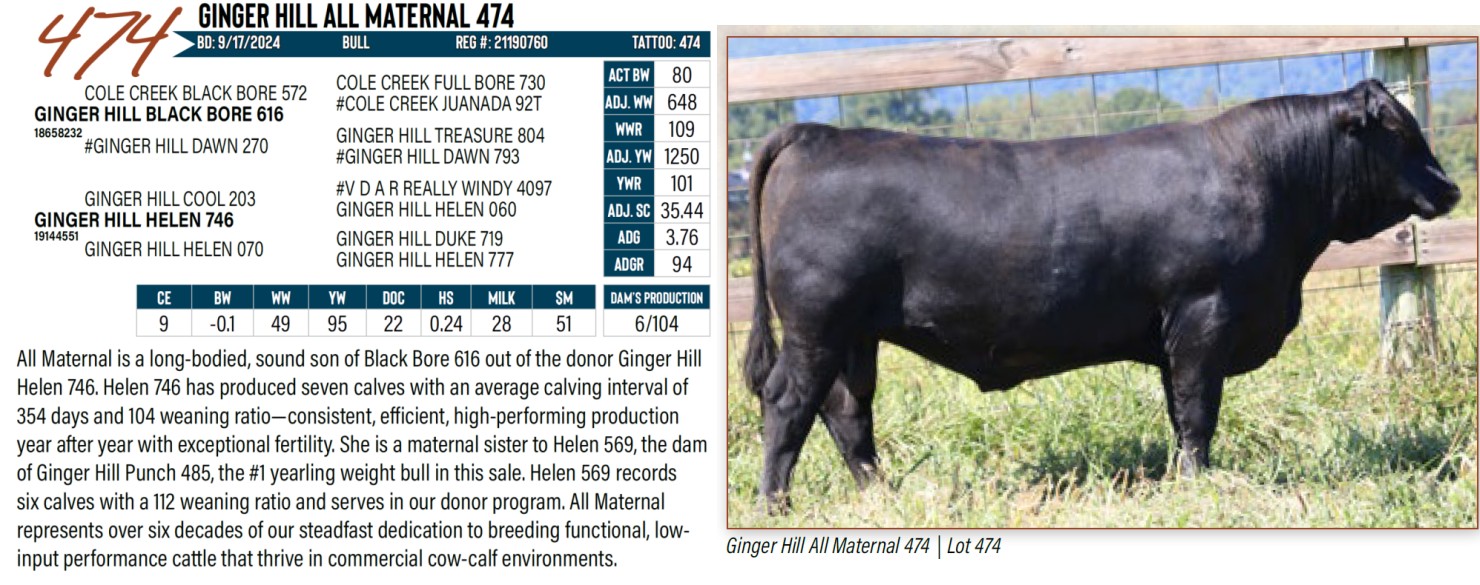 Lot 474: Ginger Hill Angus - Angus Bull & Female Sale | DVAuction