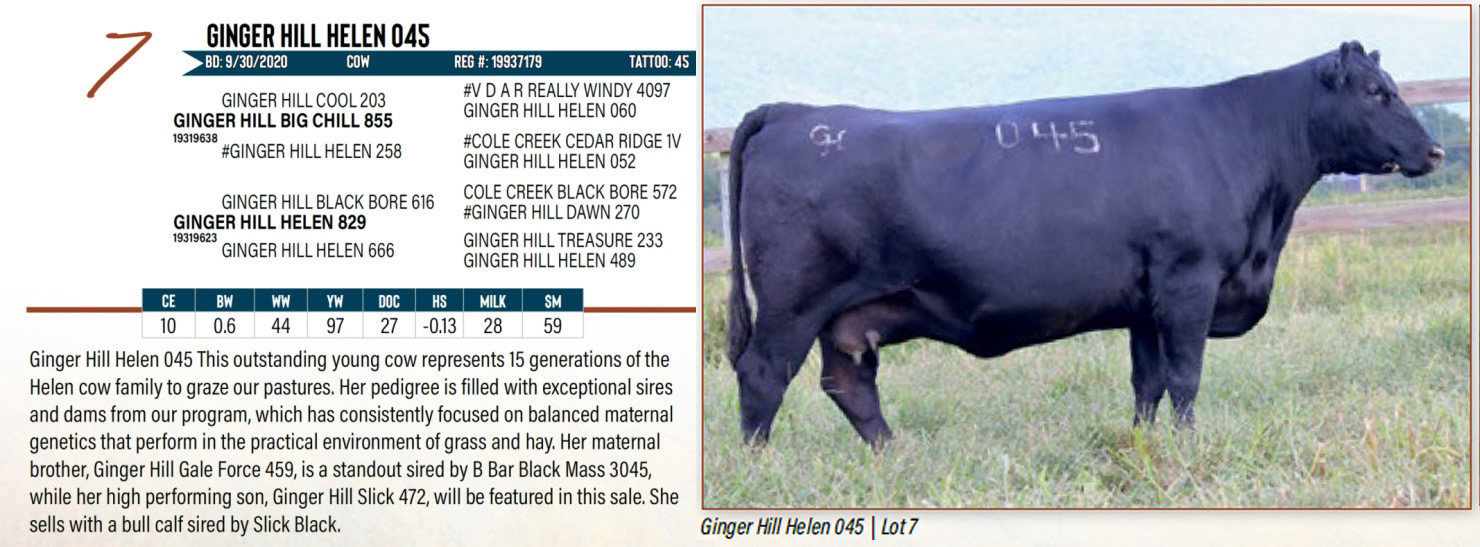 Lot 7: Ginger Hill Angus - Angus Bull & Female Sale | DVAuction
