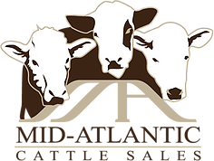 Broadcasting Real-Time Auctions | Mid-Atlantic Cattle Sales