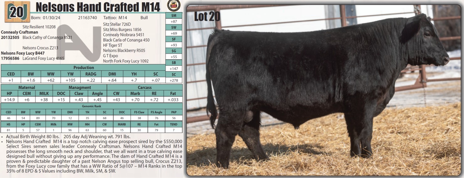 Lot 20: Nelson Angus - Annual Production Sale | DVAuction