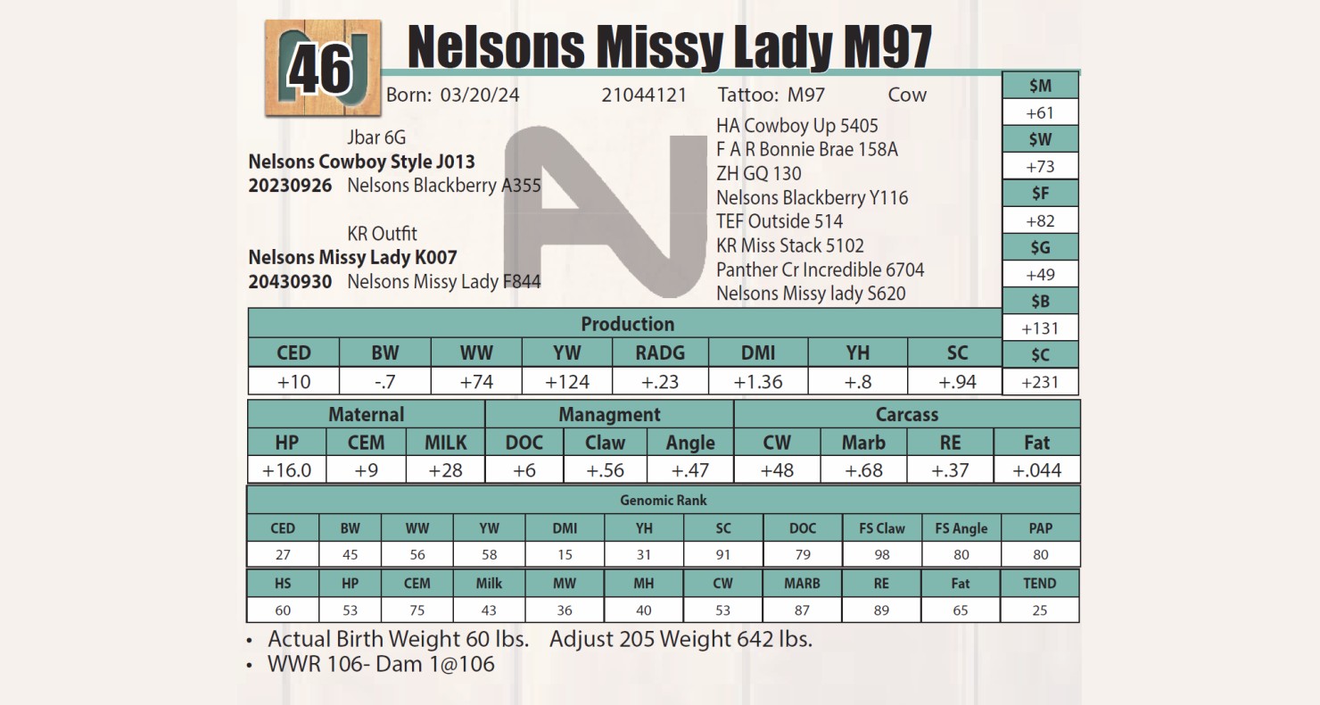 Lot 46: Nelson Angus - Annual Production Sale | DVAuction