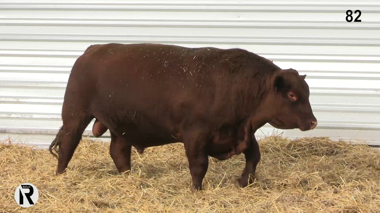 Lot 82: Rohrich's Cutting Edge Ranch - Annual Red Angus Bull & Female ...