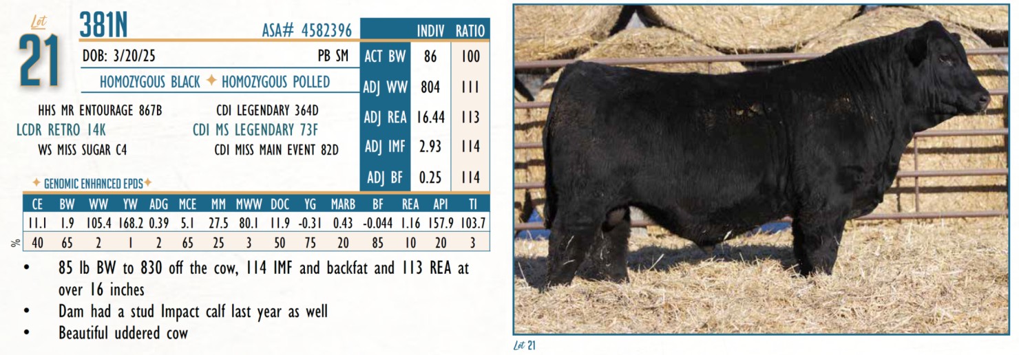 Lot 21: C Diamond Simmentals - Annual Simmental Bull Sale | DVAuction