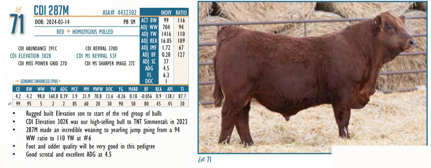 Lot 71: C Diamond Simmentals - Annual Simmental Bull Sale | DVAuction