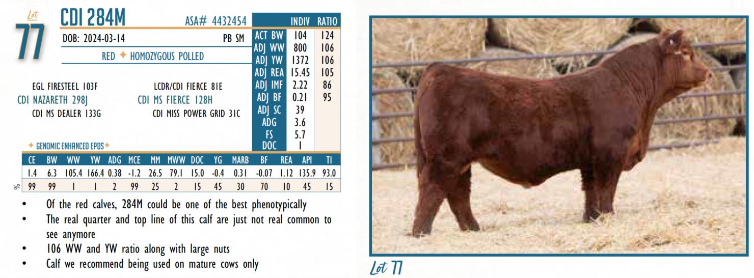 Lot 77: C Diamond Simmentals - Annual Simmental Bull Sale | DVAuction