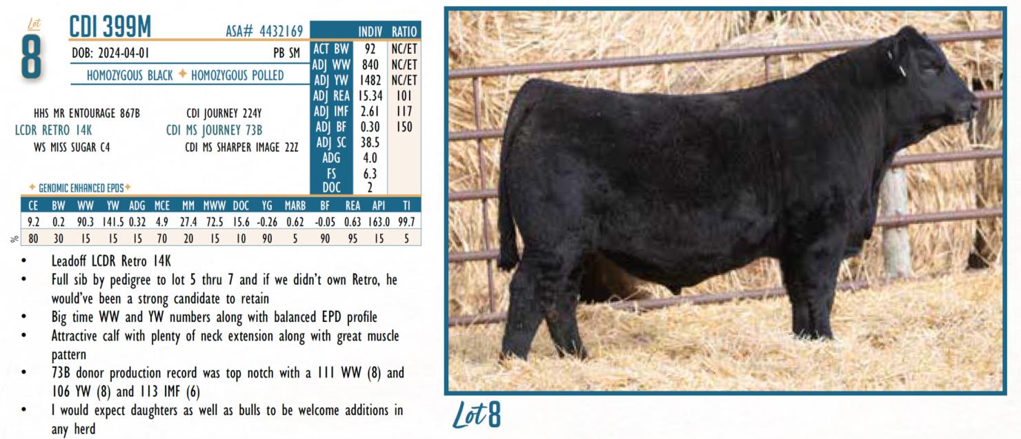 Lot 8: C Diamond Simmentals - Annual Simmental Bull Sale | DVAuction
