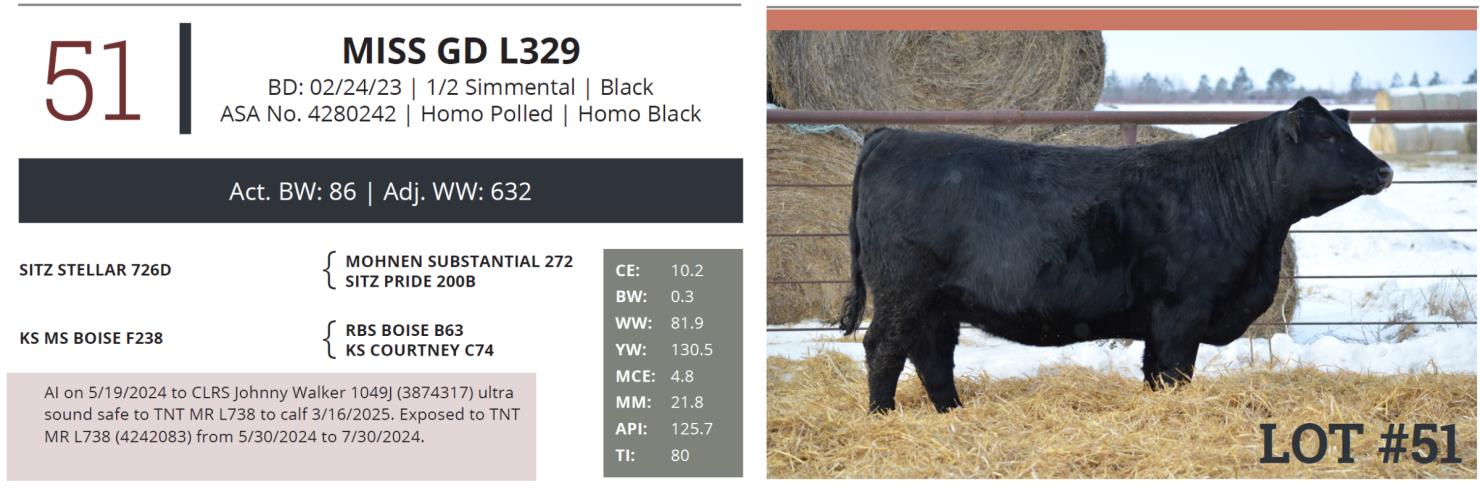 Lot 51: G&D Simmentals / Martin Simmentals - Annual Simmental Bull ...