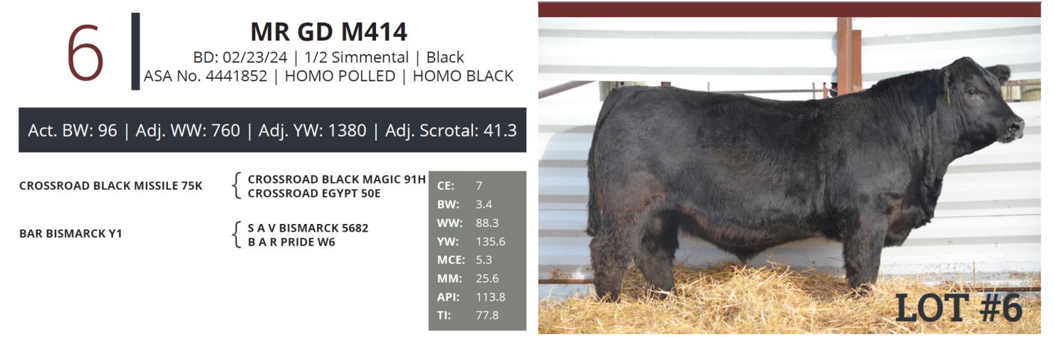 Lot 6: G&D Simmentals / Martin Simmentals - Annual Simmental Bull ...
