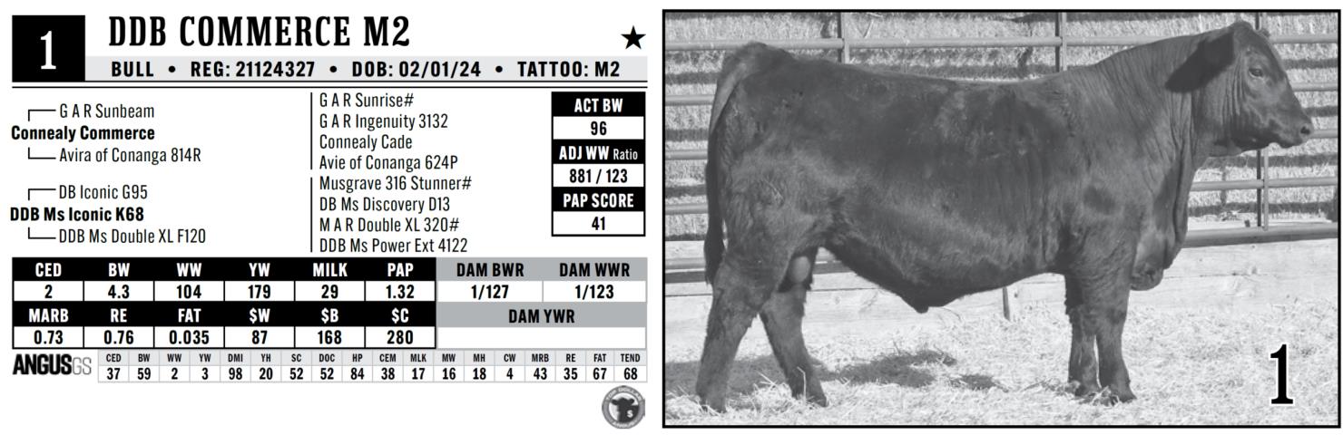 Lot 1: Doug Booth Family Angus Bull Sale | DVAuction