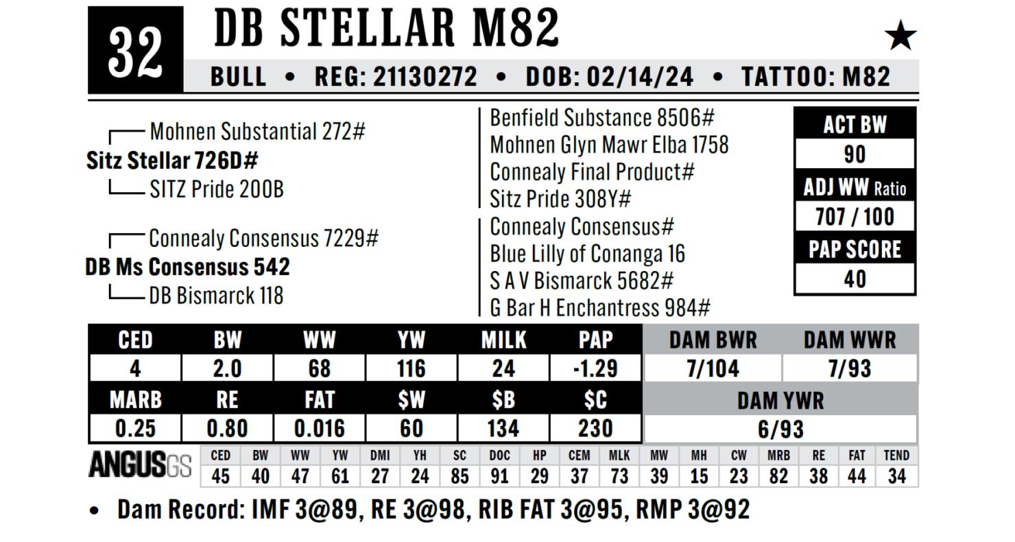 Lot 32: Doug Booth Family Angus Bull Sale | DVAuction