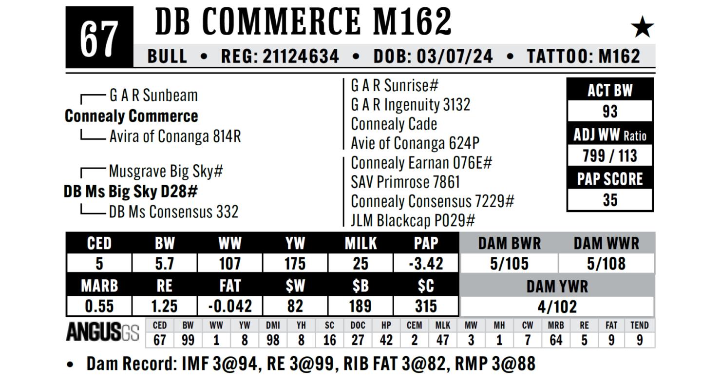 Lot 67: Doug Booth Family Angus Bull Sale | DVAuction