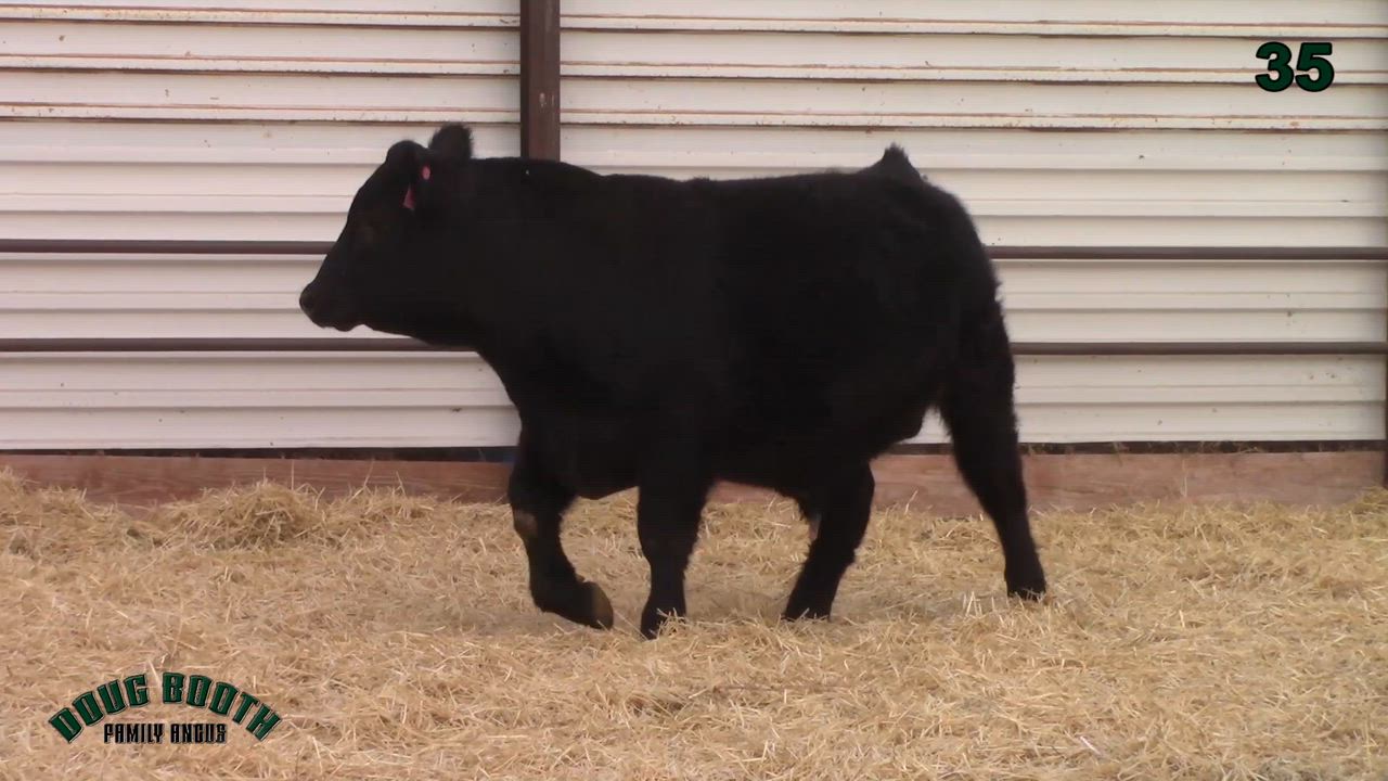 Lot 35: Doug Booth Family Angus - Annual Angus Bull Sale | DVAuction